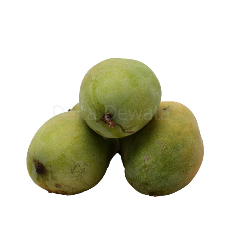 Mangga Jawa / Raja – Delta Dewata Online